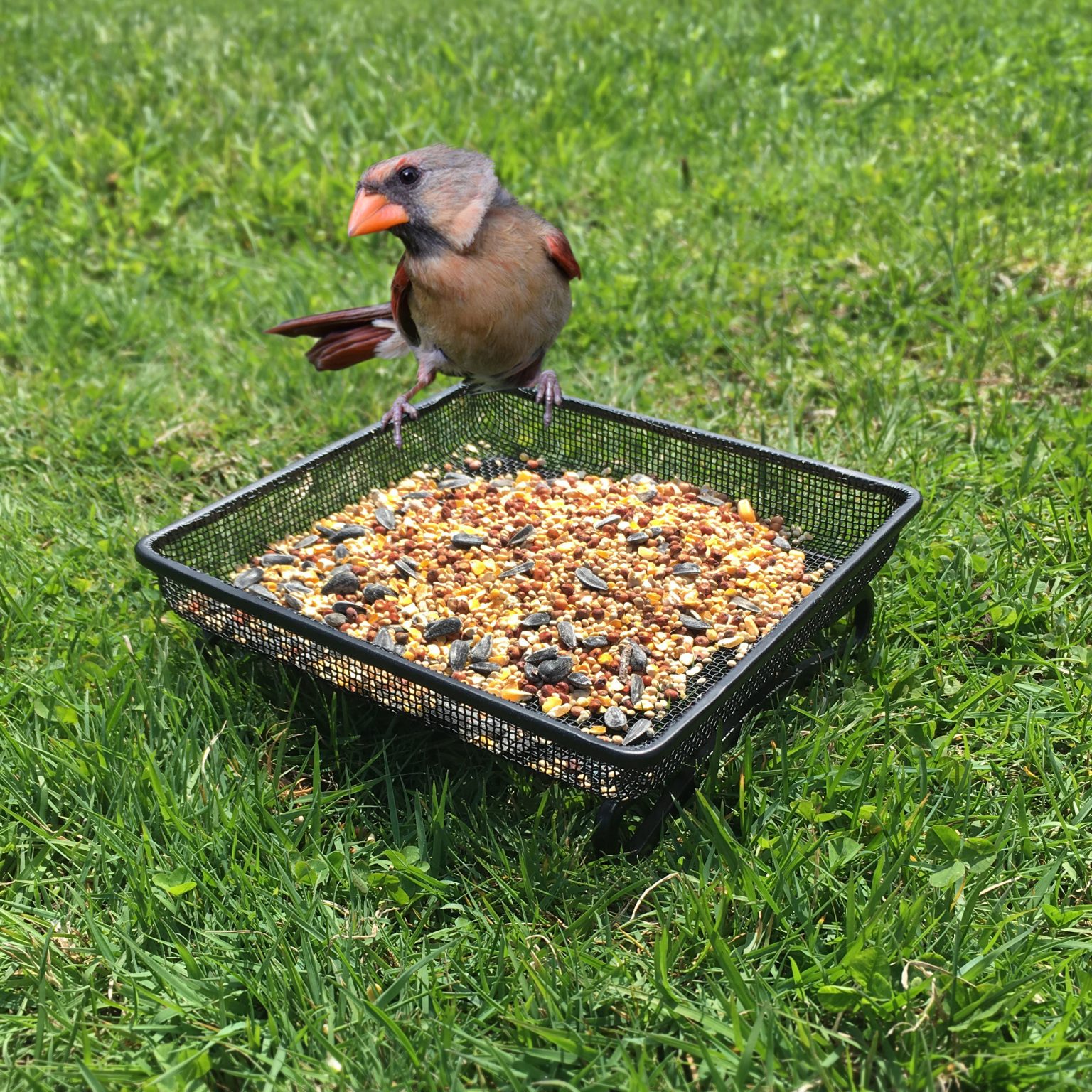 Ground Bird Feeder Tray For Feeding Birds That Feed Off The Ground